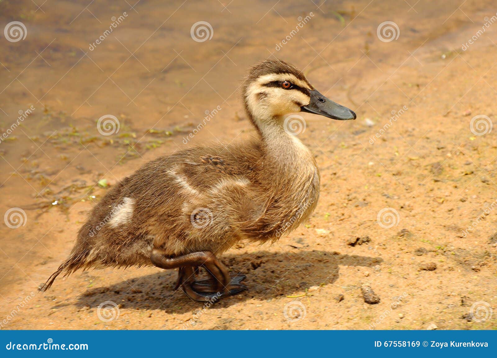 Grey bird stock image. Image of green, australia, large - 67558169