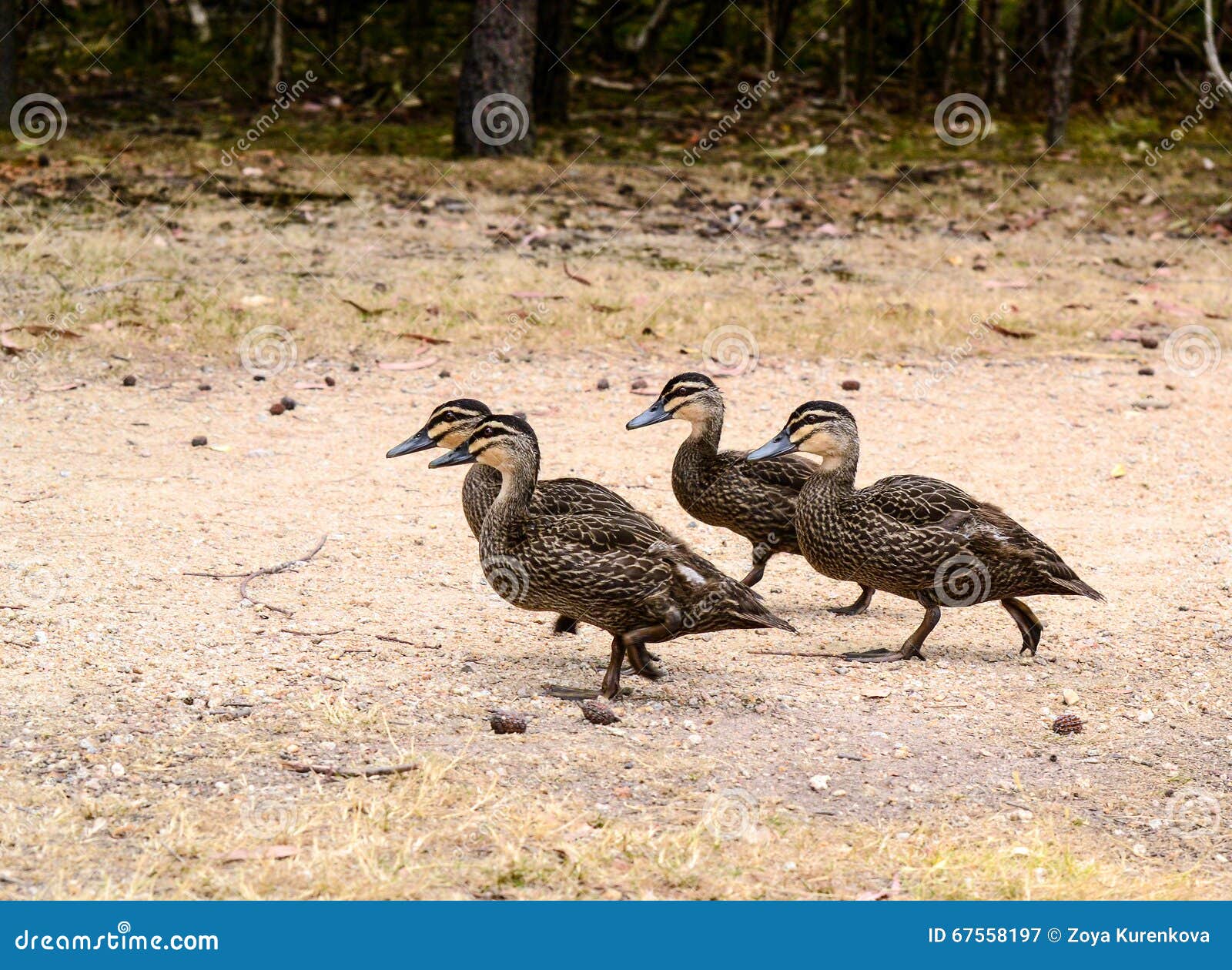 Grey bird stock image. Image of outdoors, green, leaves - 67558197