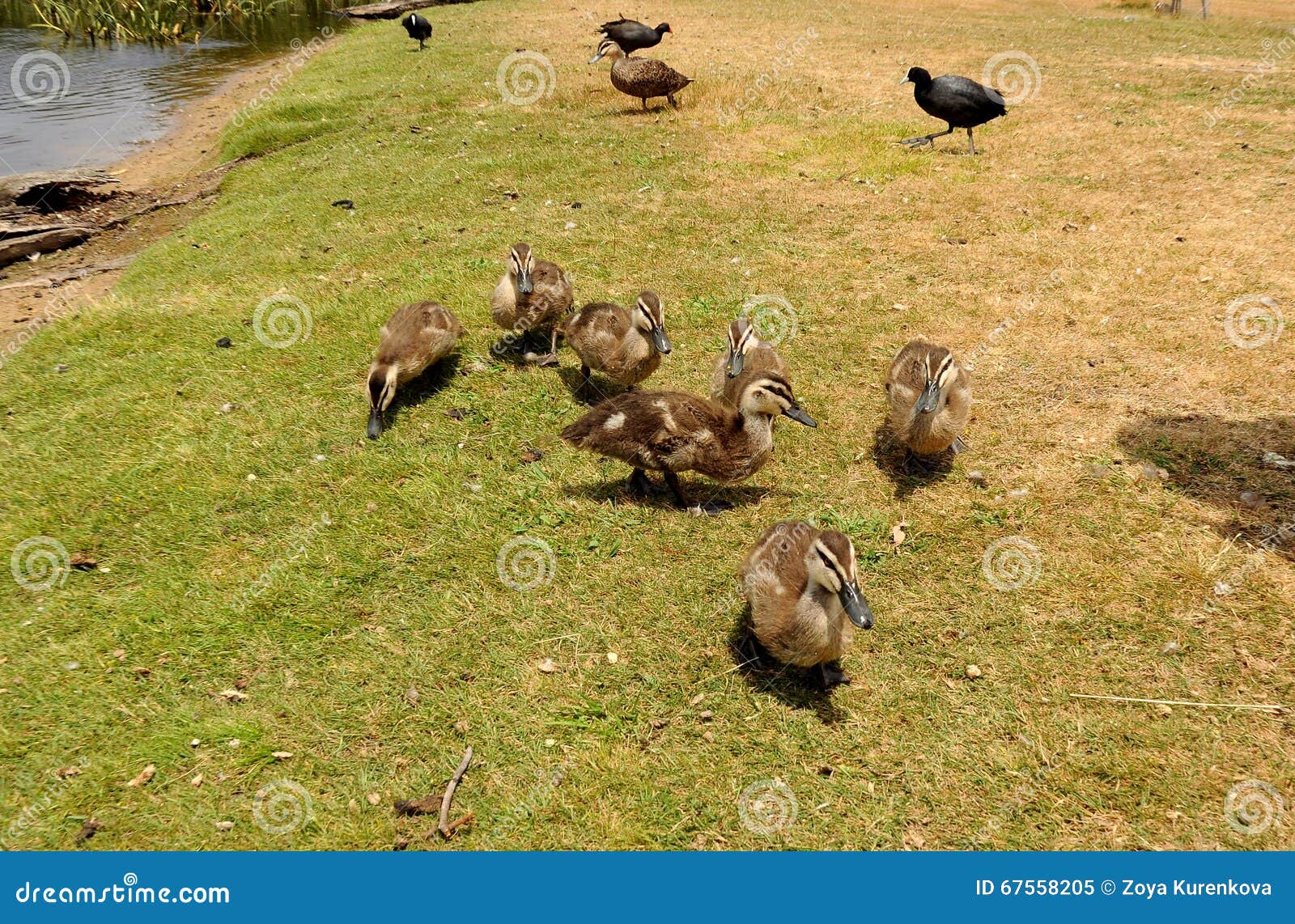 Grey bird stock image. Image of australia, outdoors, bird - 67558205