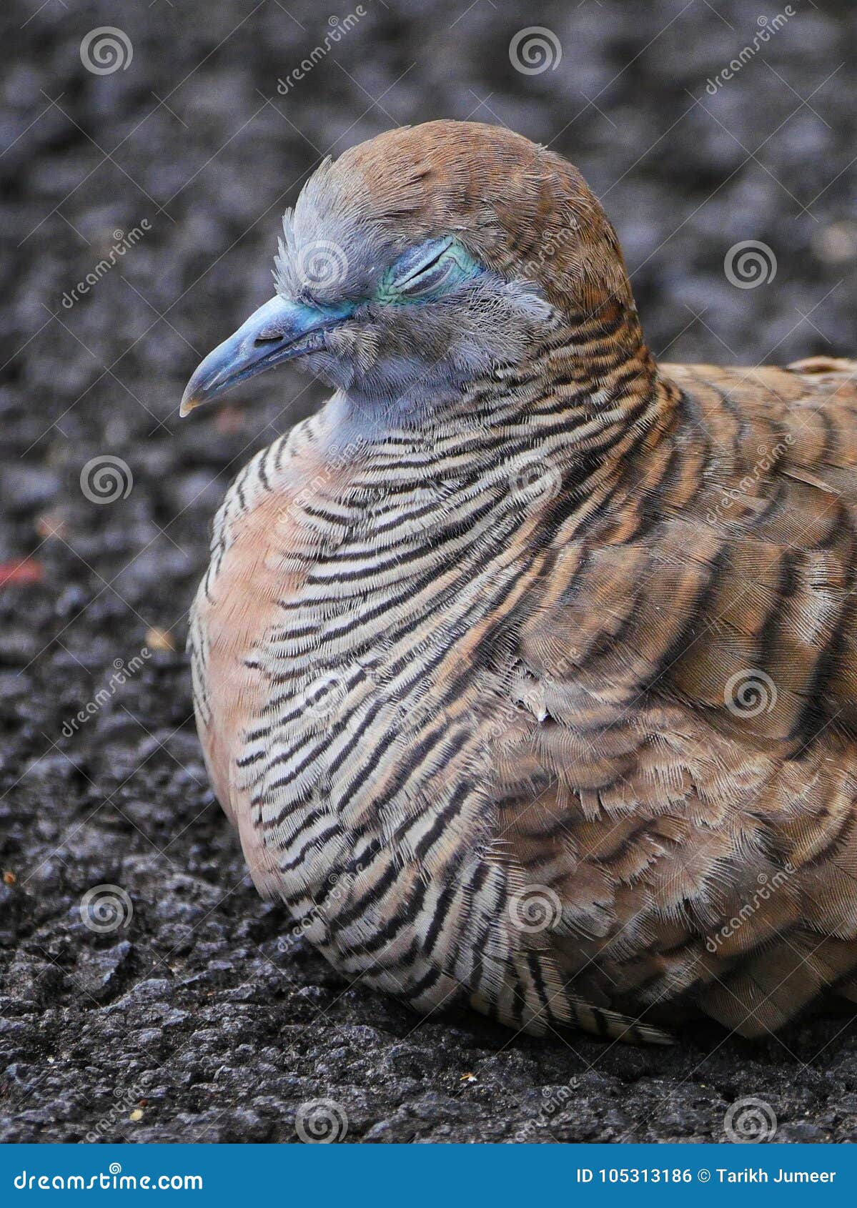 Grey Bird Sleeping Meditating Closed Eyes Stock Photo - Image of beak ...