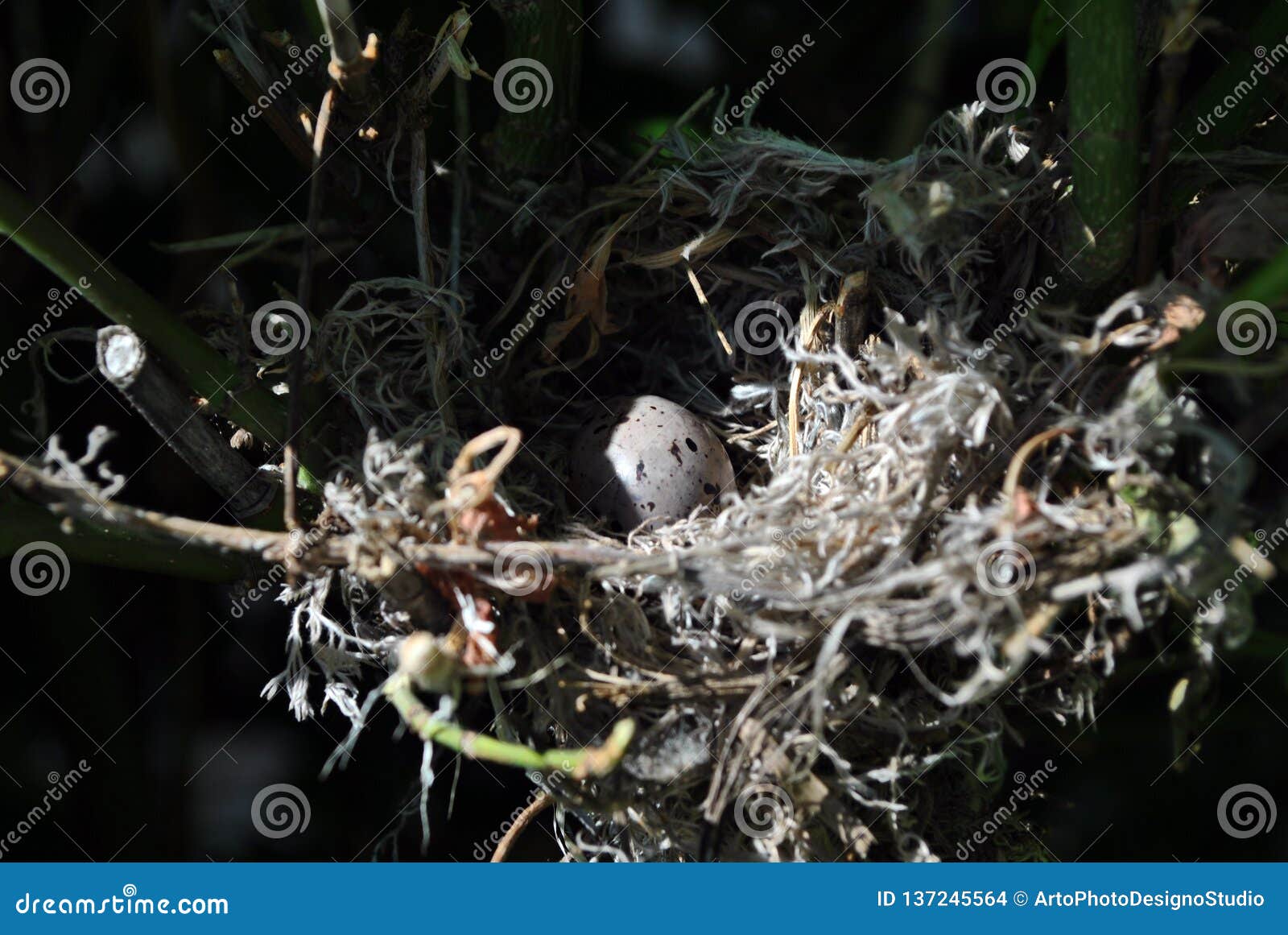Grey Bird Nest from Grass with One Patched Egg Inside, Close Up Stock ...