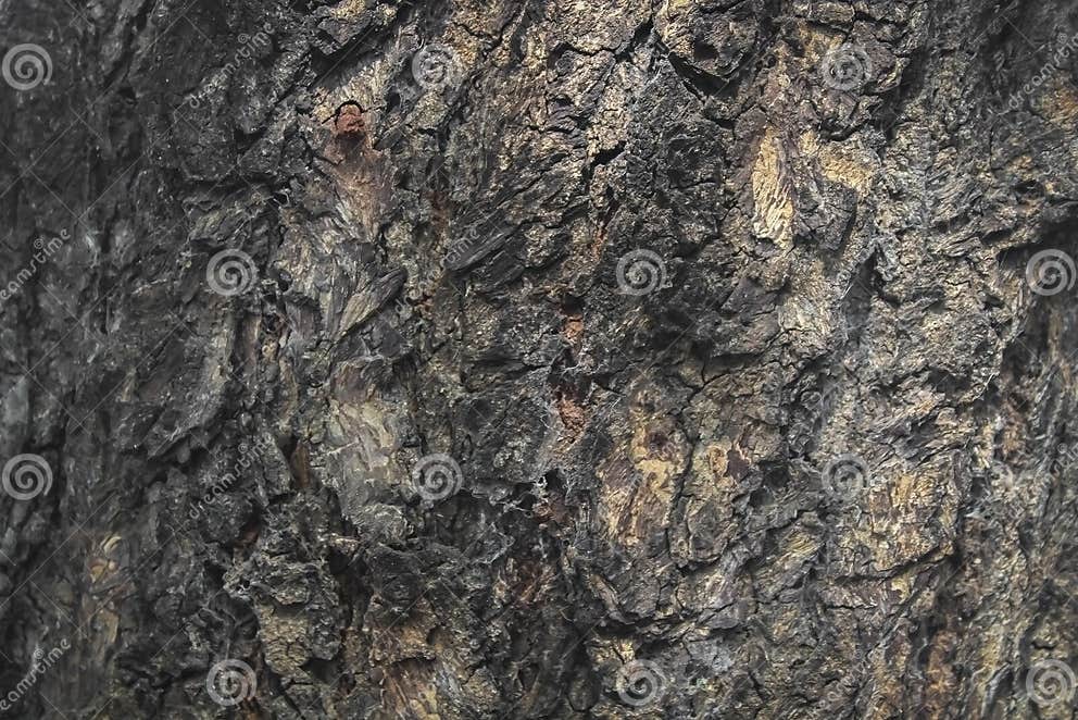 Bark of the neem tree stock image. Image of timber, branch - 169994173