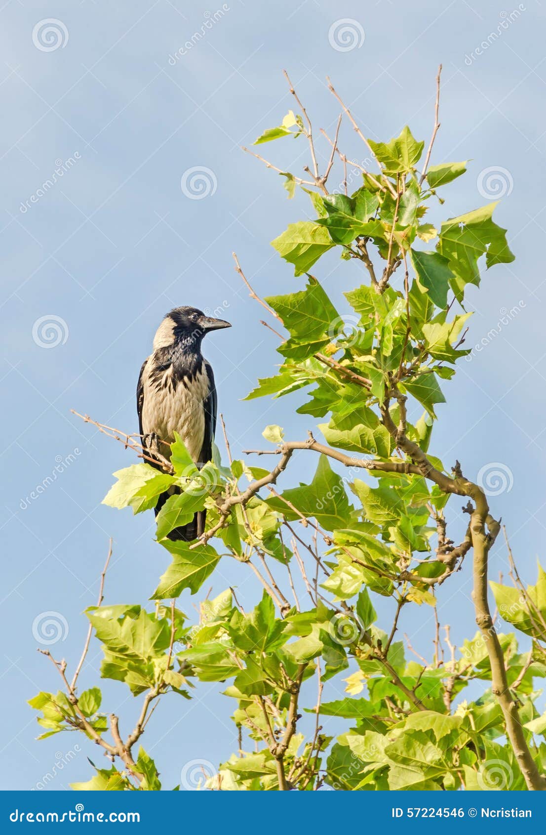 Grey and Black Crow Sitting on a Branch Tree, Blue Sky. Stock Photo ...