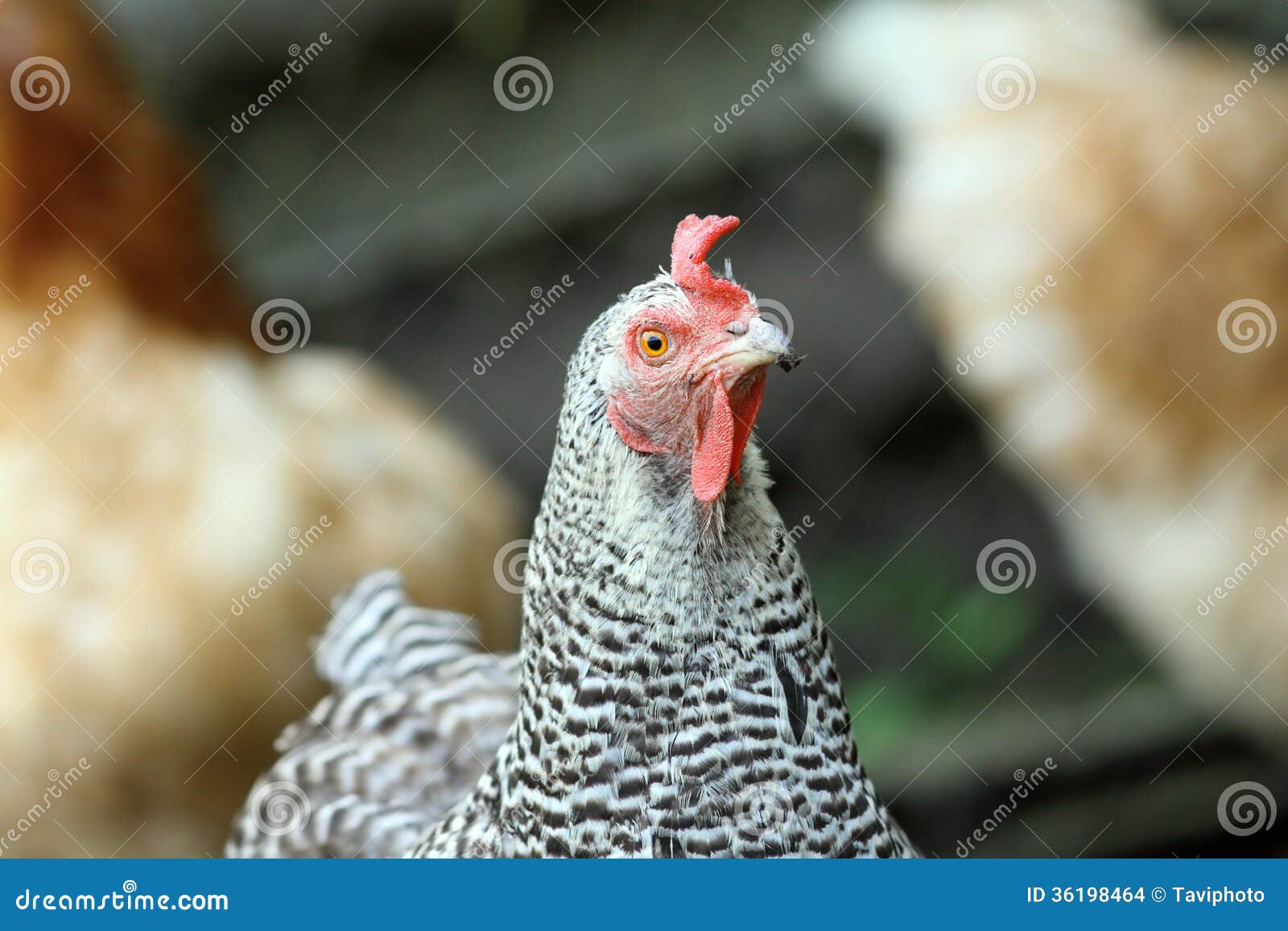 Grey and Black Hen Portrait Stock Photo - Image of fowl, farming: 36198464