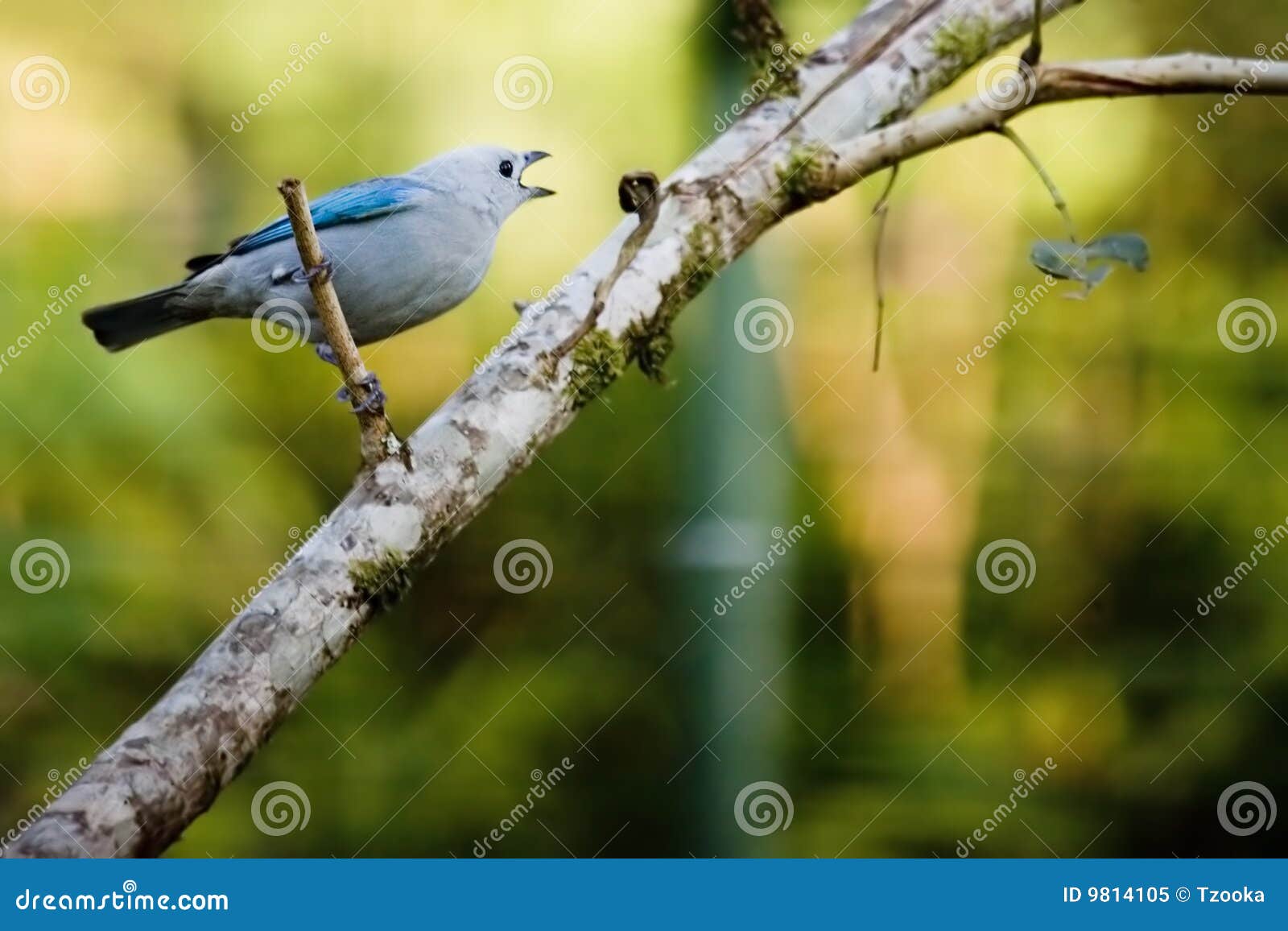 Grey-blue Tanager bird stock image. Image of tanager, rica - 9814105