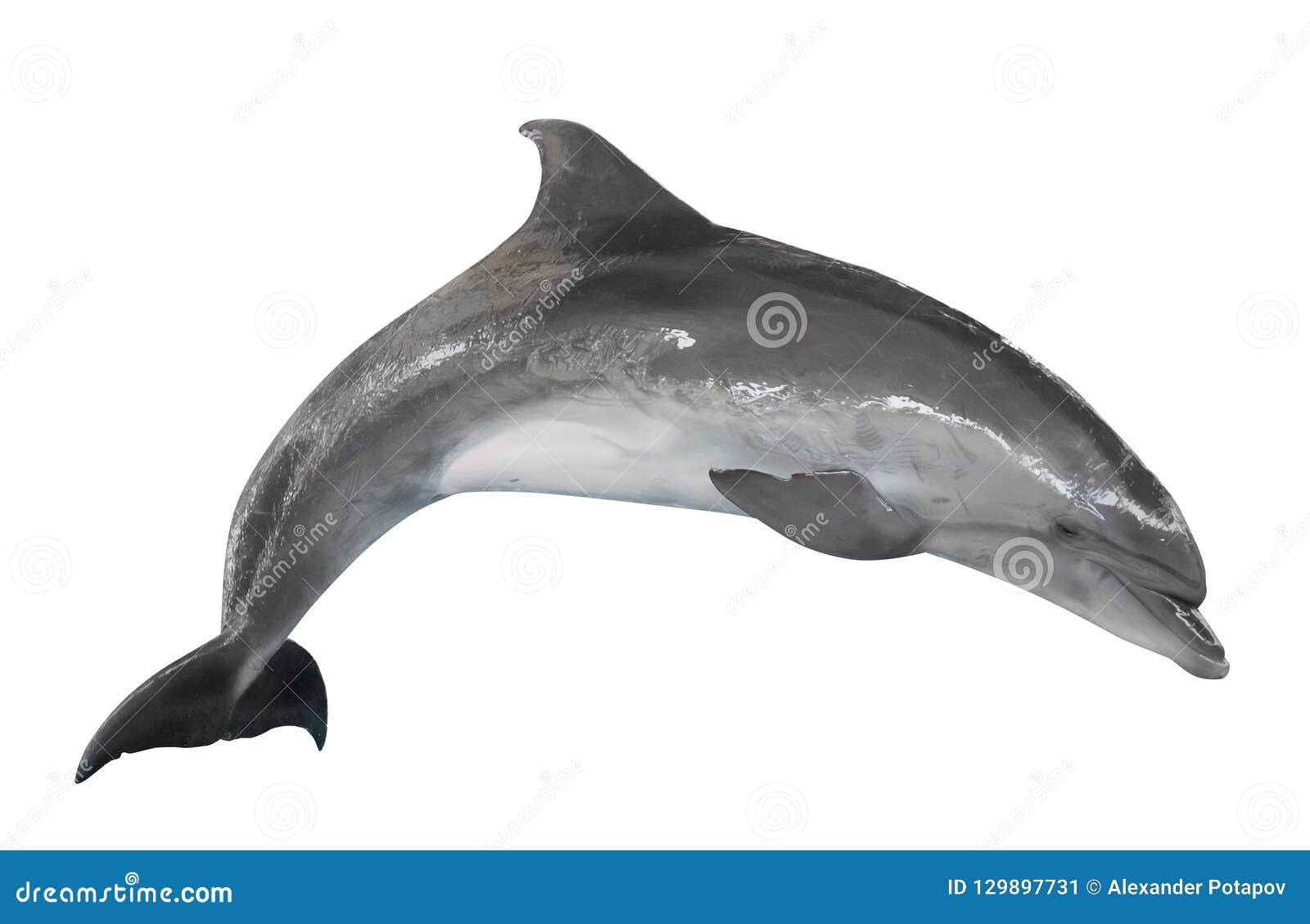 Grey Bottlenose Dolphin Isolated on White Stock Image - Image of ...