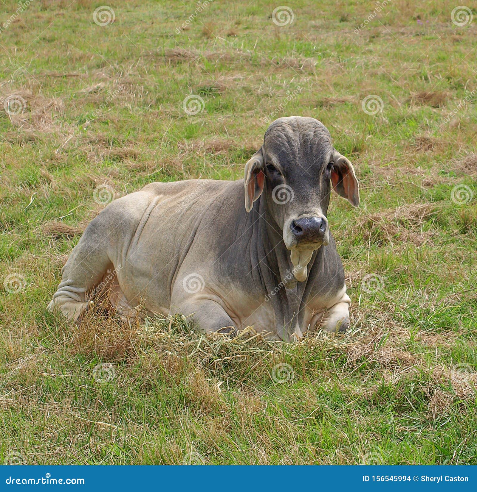 Grey Brahman Bull stock photo. Image of farmland, ranch - 156545994