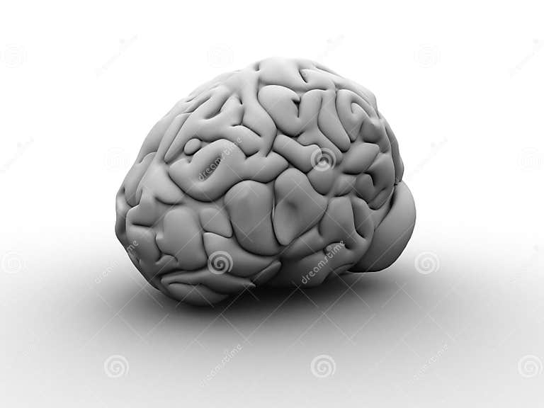 Grey brain stock illustration. Illustration of biological - 3546325