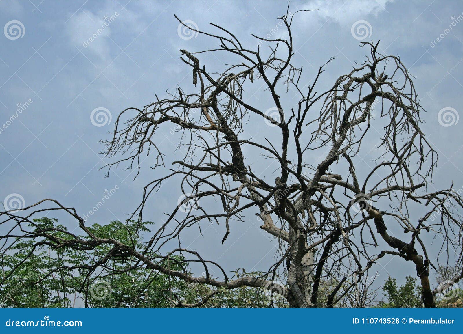 GREY BRANCHES of DEAD TREE stock photo. Image of clouds - 110743528