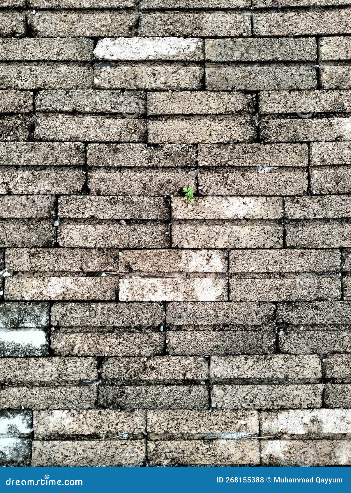 Grey brick arrangements stock photo. Image of wall, soil - 268155388