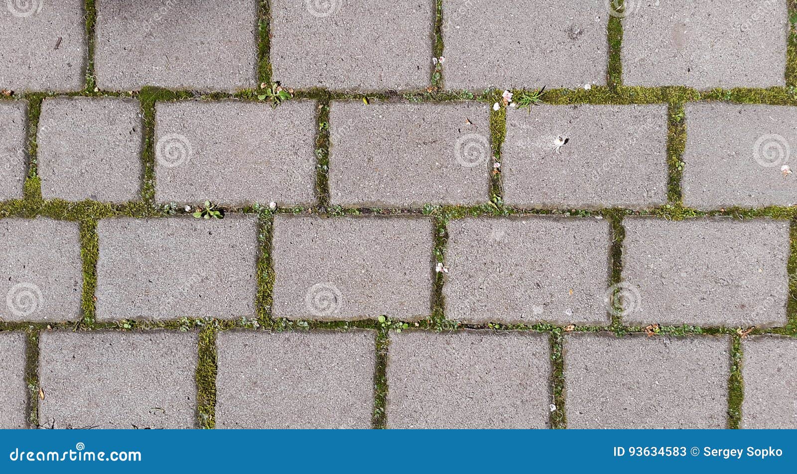 Grey Brick Blocks with Green Grass at the Seams Stock Image - Image of ...