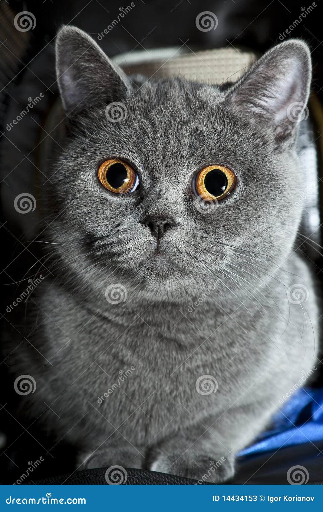 Grey british cat close up stock image. Image of portrait - 14434153