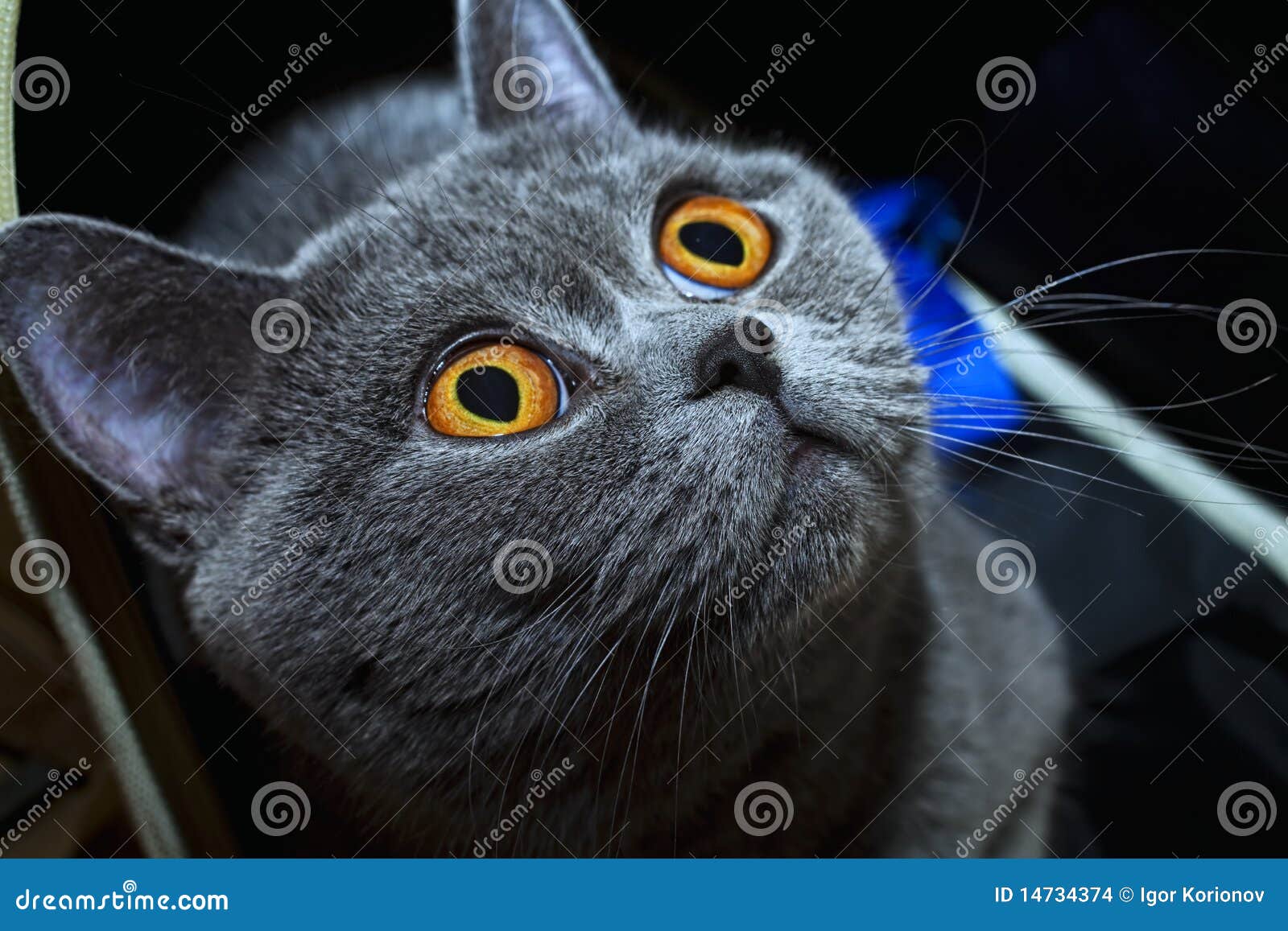 Grey british cat close up stock photo. Image of young - 14734374