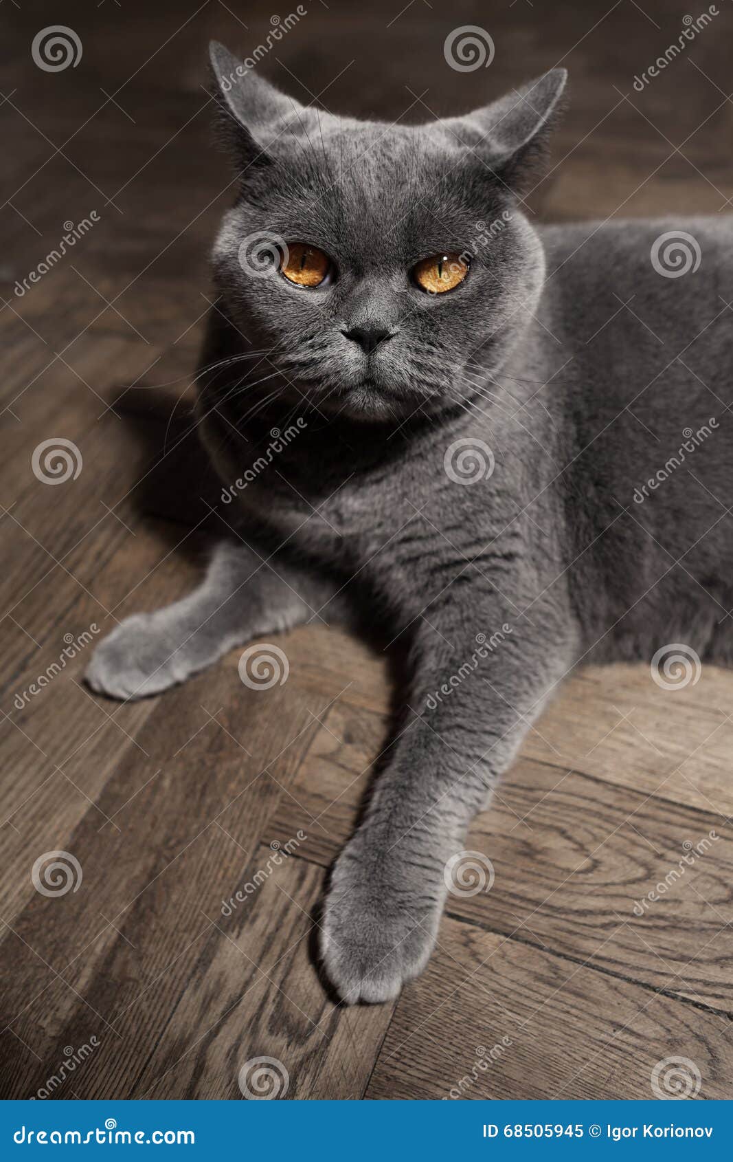 Grey British cat stock image. Image of graphic, looking - 68505945