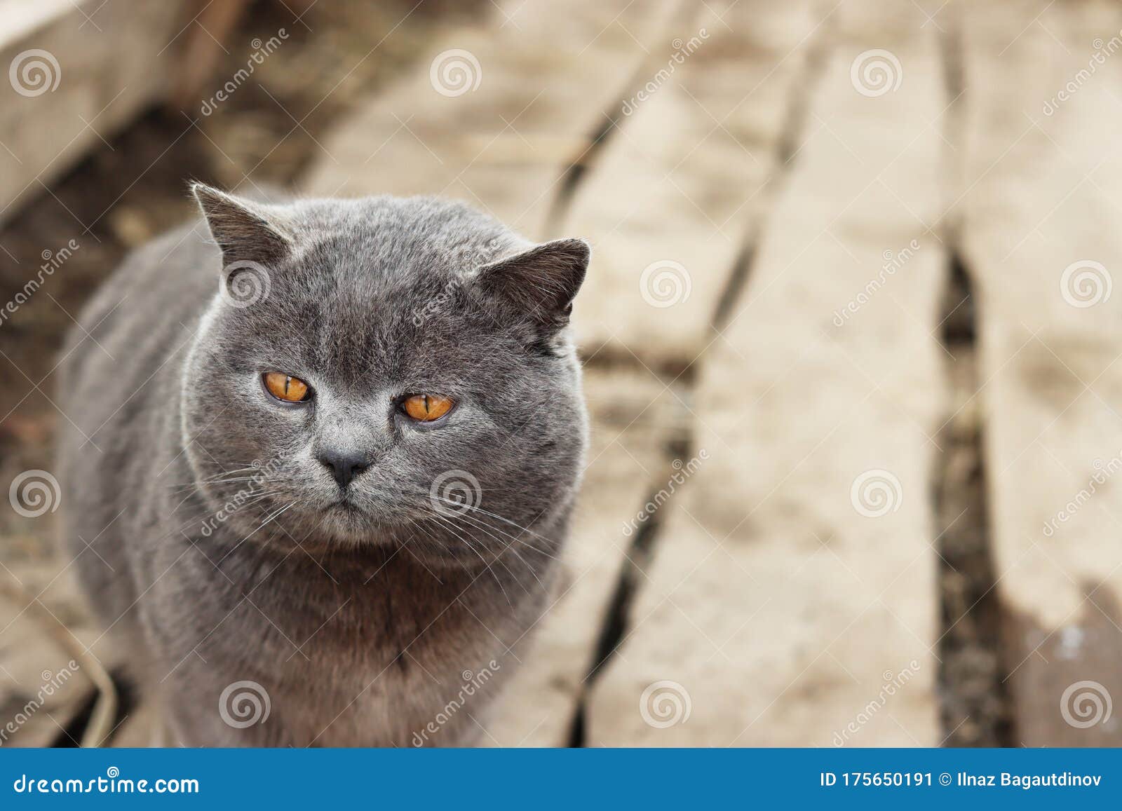 Grey cat with yellow eyes stock image. Image of kitten - 175650191