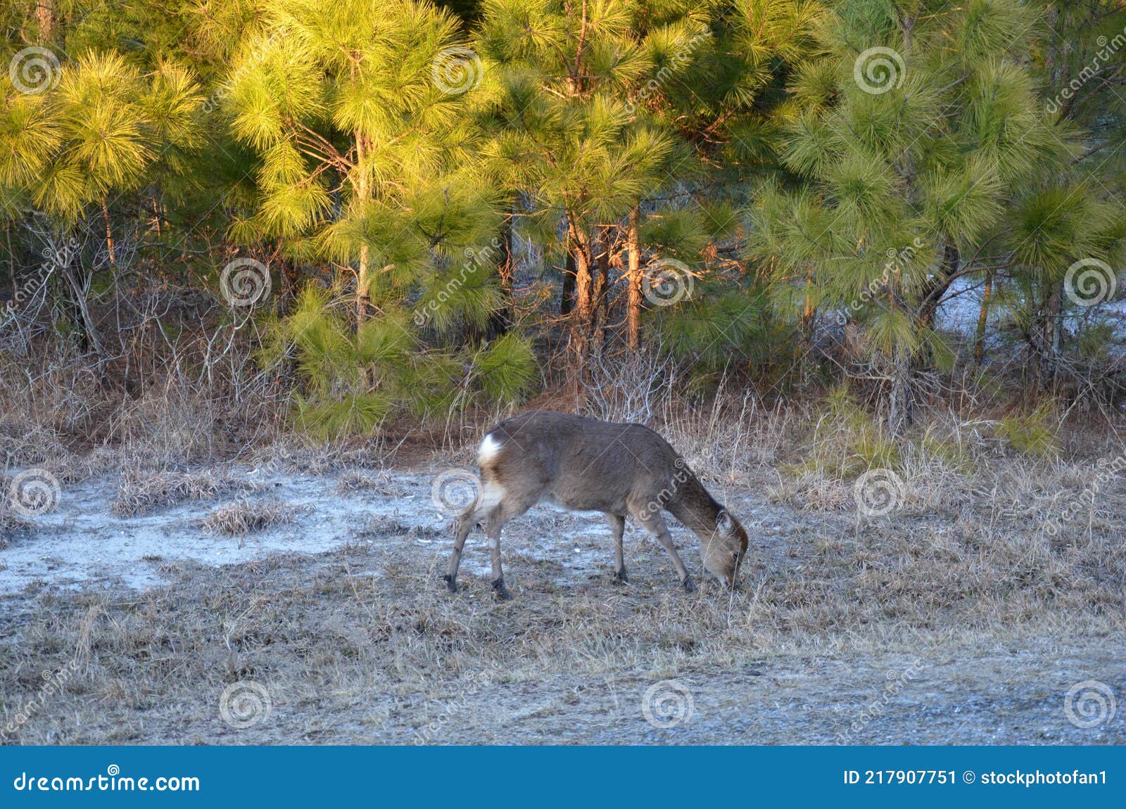 The Red Deer - Side View - Family Park, Near Poitiers In France ...