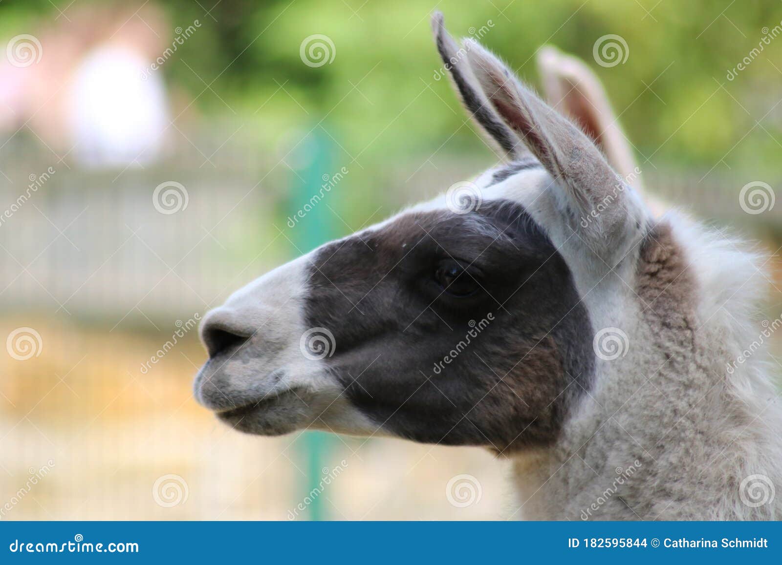 Grey and Brown Lama in a Zoo with Long Ears Stock Photo - Image of ...