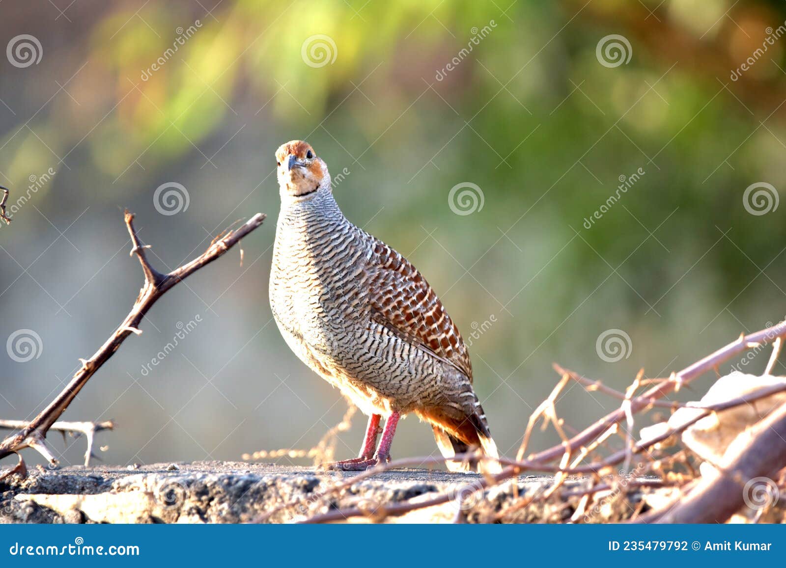 Brown partridge in India stock photo. Image of branch - 235479792