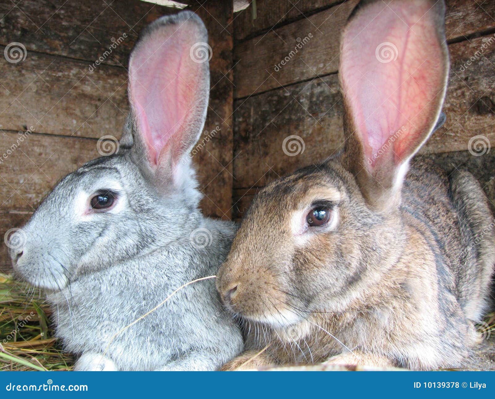 Grey and brown rabbits stock photo. Image of rural, life - 10139378