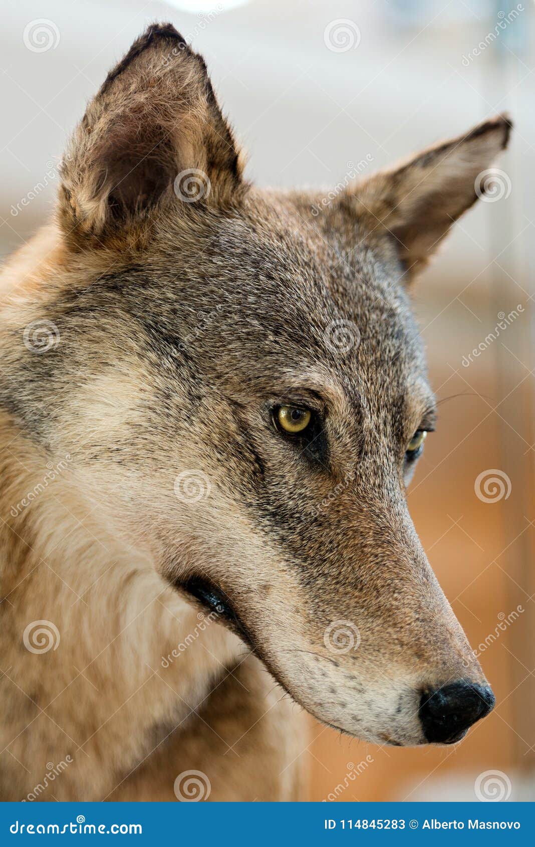 Grey and Brown Wolf - Portrait Stock Image - Image of close, predator ...