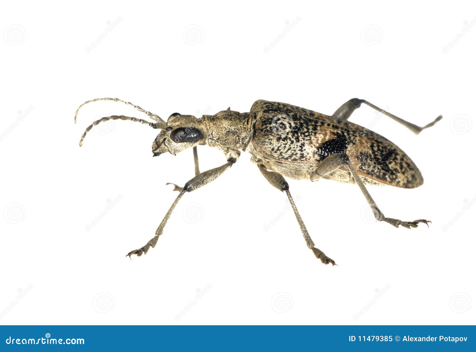 Grey bug stock image. Image of grey, antenna, orange - 11479385