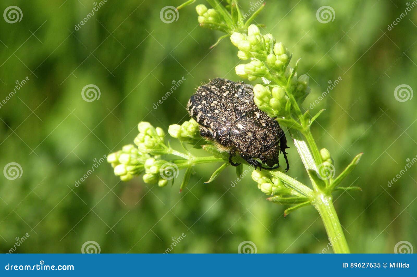 Grey bug on plant stock image. Image of wildlife, closeup - 89627635