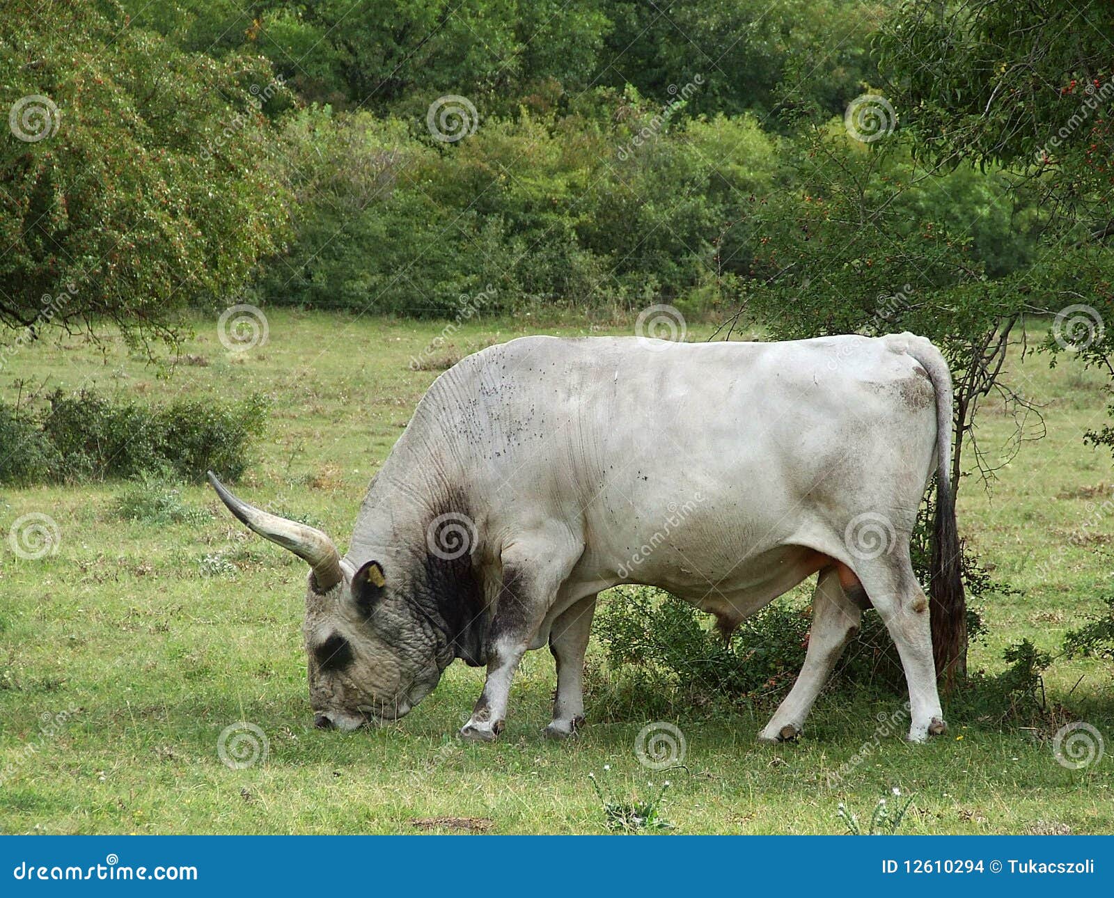 Grey Bull Grazing stock photo. Image of hungary, hortobagy - 12610294
