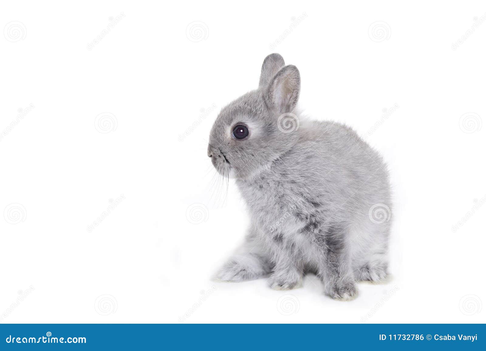 Grey bunny stock photo. Image of furry, cute, small, bunny - 11732786