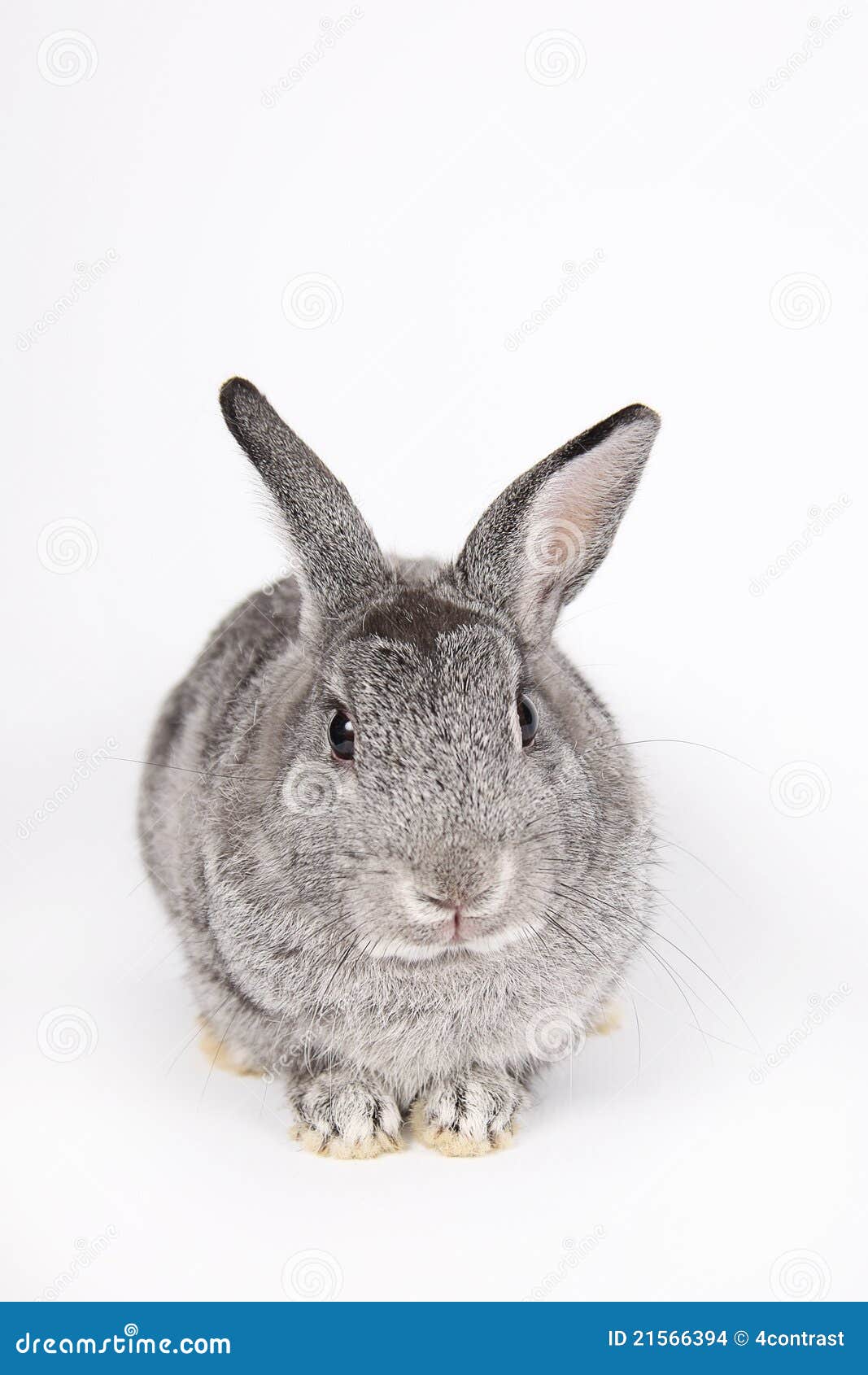 Grey bunny stock photo. Image of fear, buck, furry, holiday - 21566394