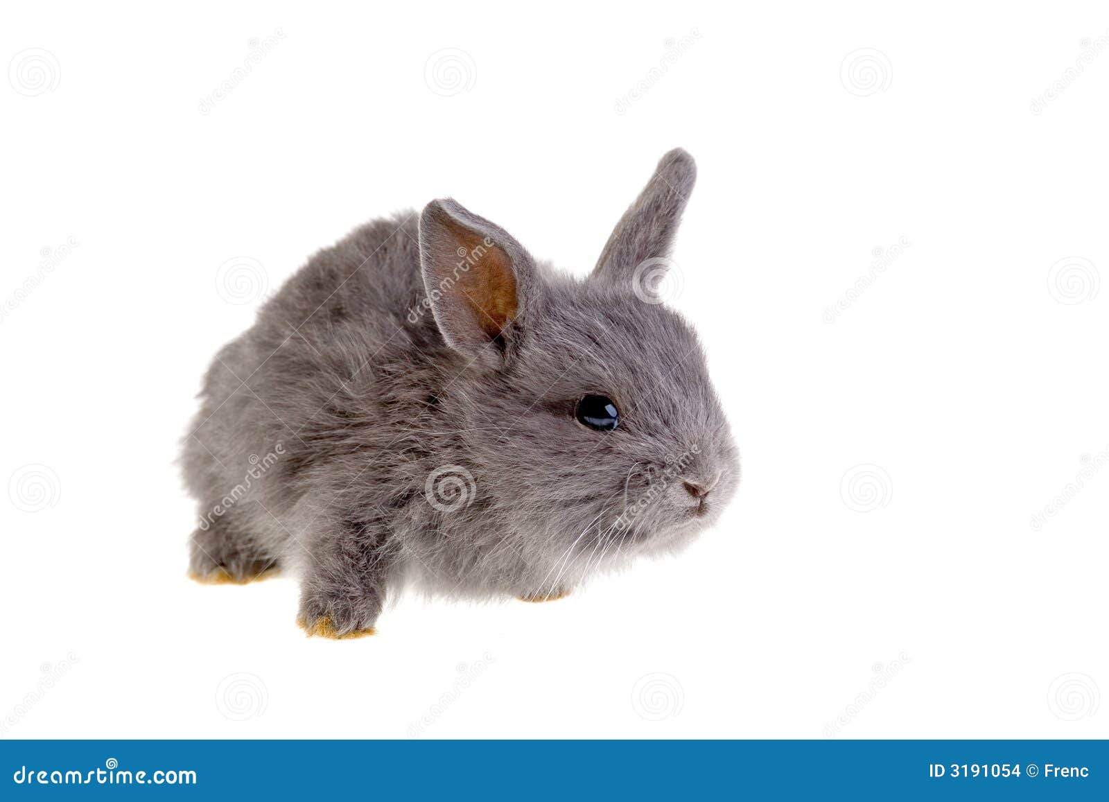 Grey bunny stock photo. Image of clean, farm, animal, fluffy - 3191054