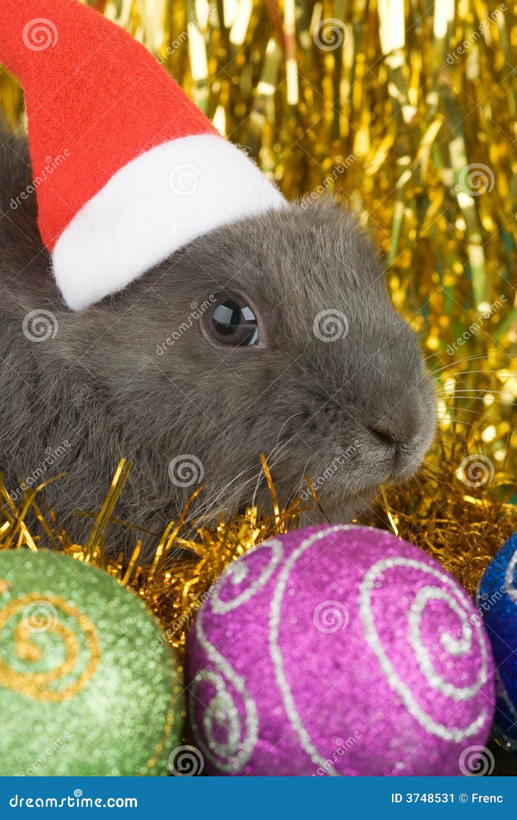 Grey Bunny and Christmas Decorations Stock Image - Image of celebrate ...