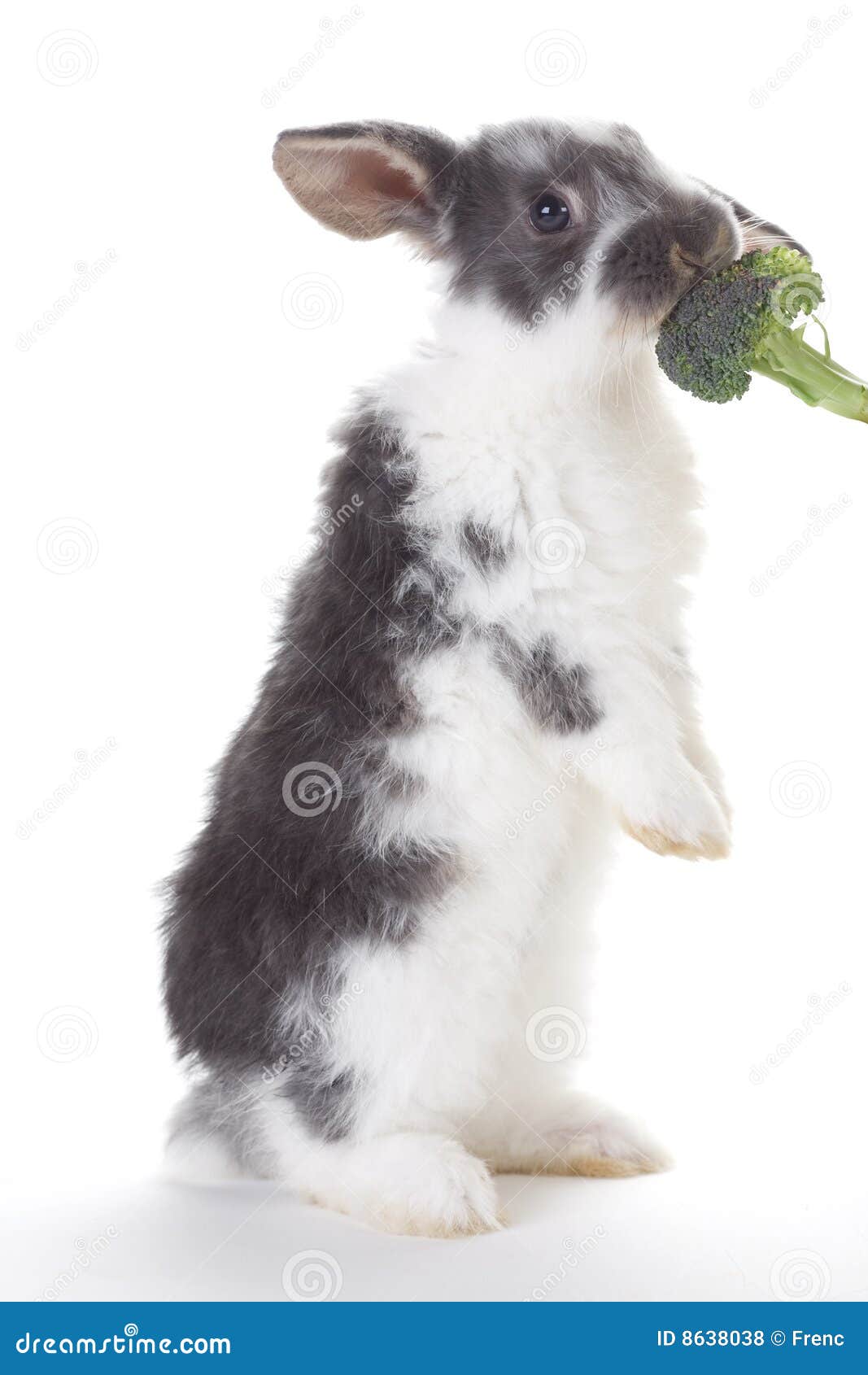 Grey Bunny Eating a Broccoli, Isolated Stock Photo - Image of food ...