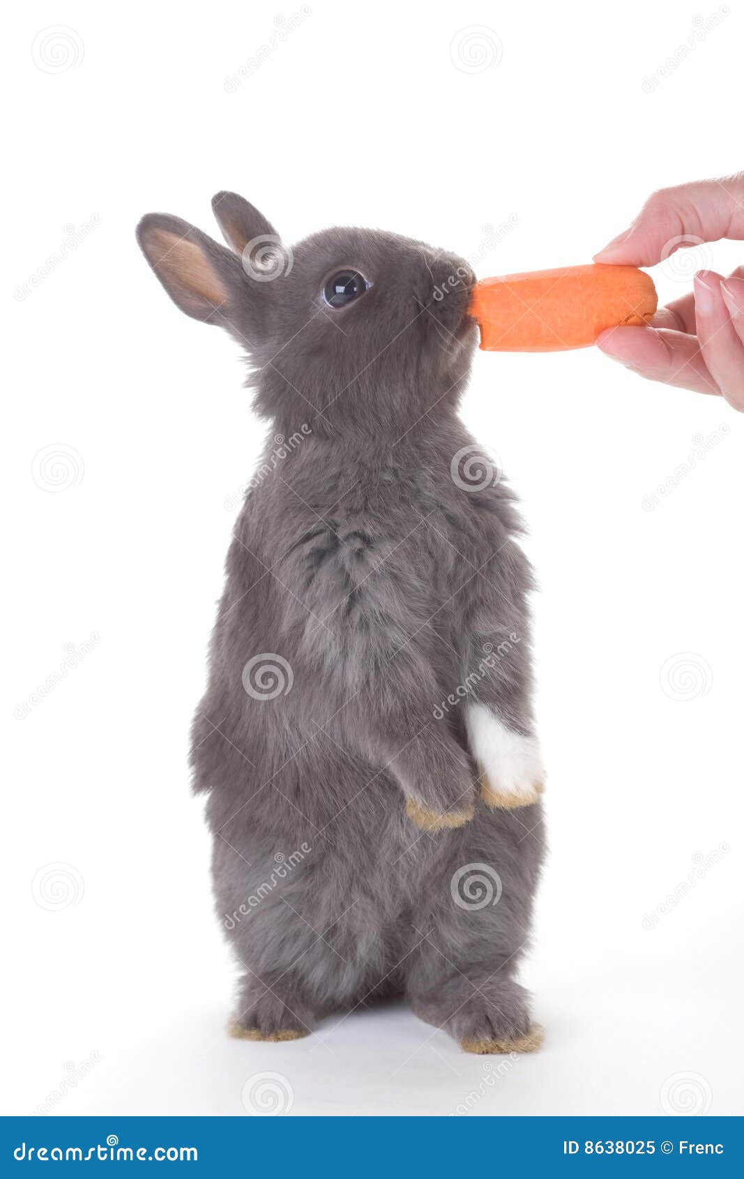 Grey Bunny Eating a Carrot, Isolated Stock Image - Image of grey ...