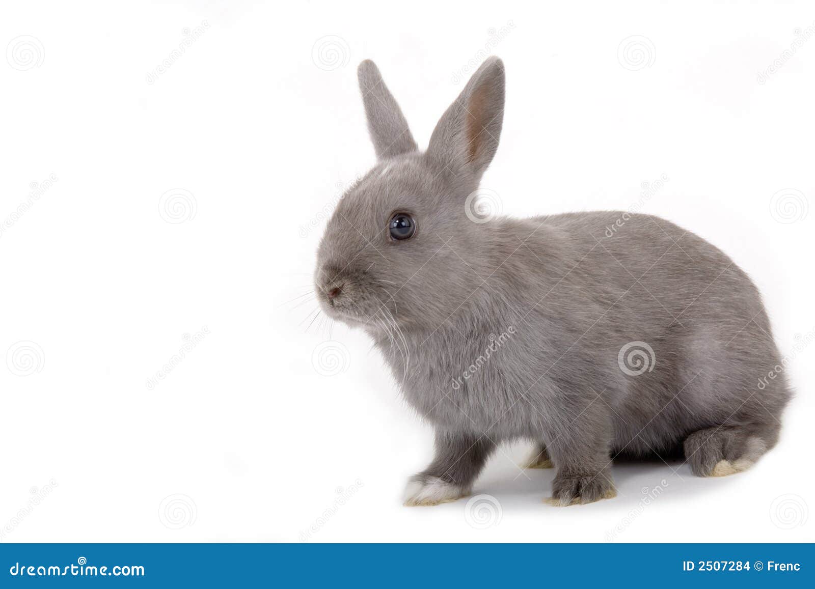 Grey bunny, isolated stock photo. Image of sweet, bunny - 2507284