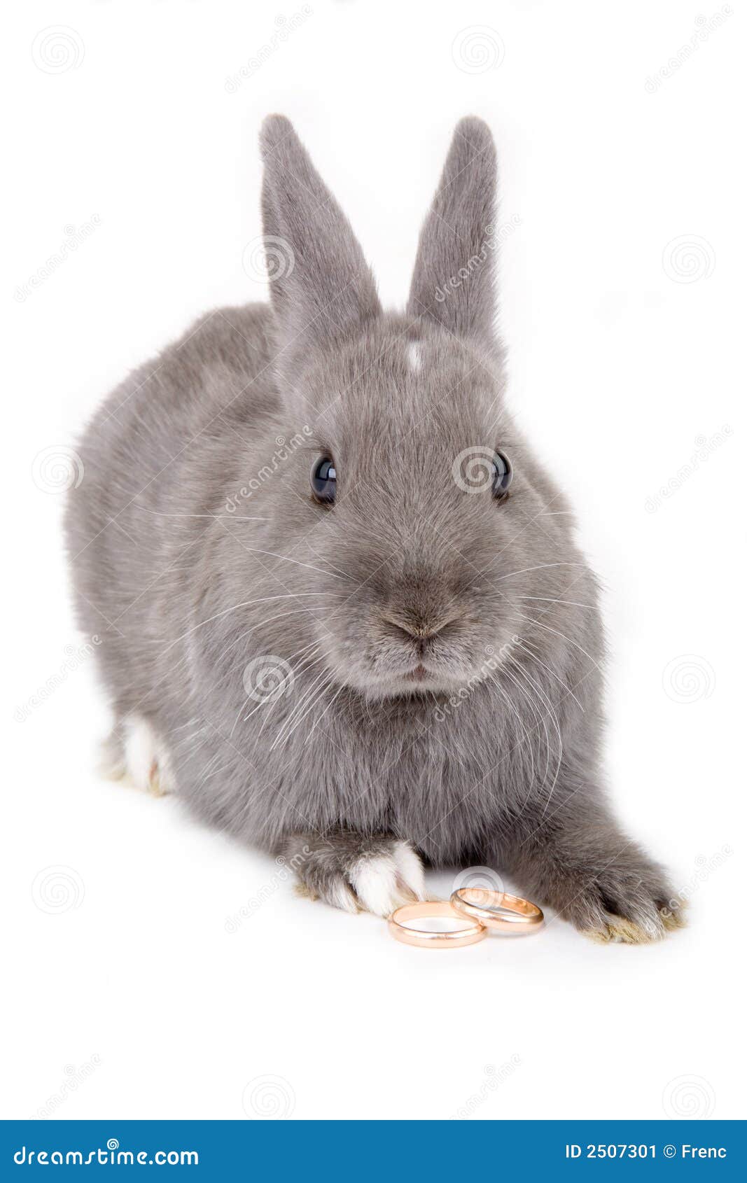 Grey Bunny