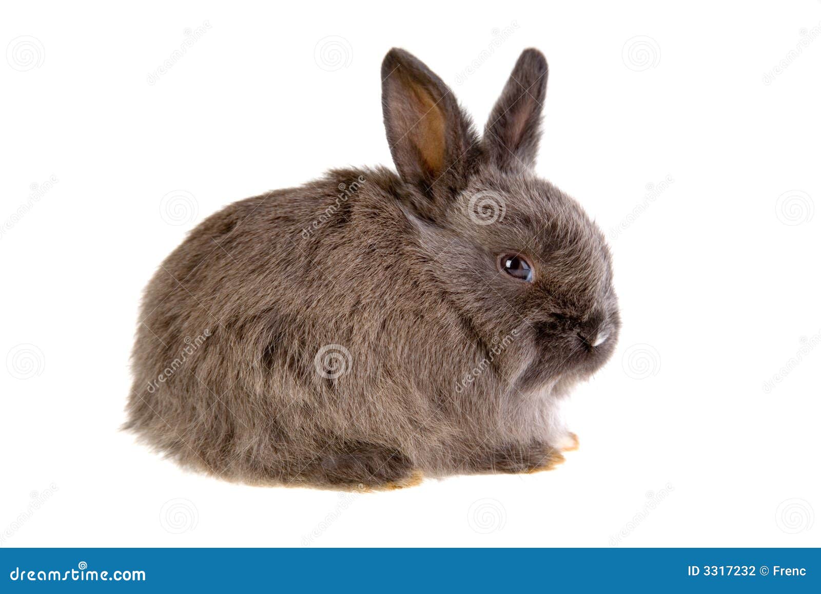 Grey bunny, isolated stock photo. Image of isolated, farm - 3317232