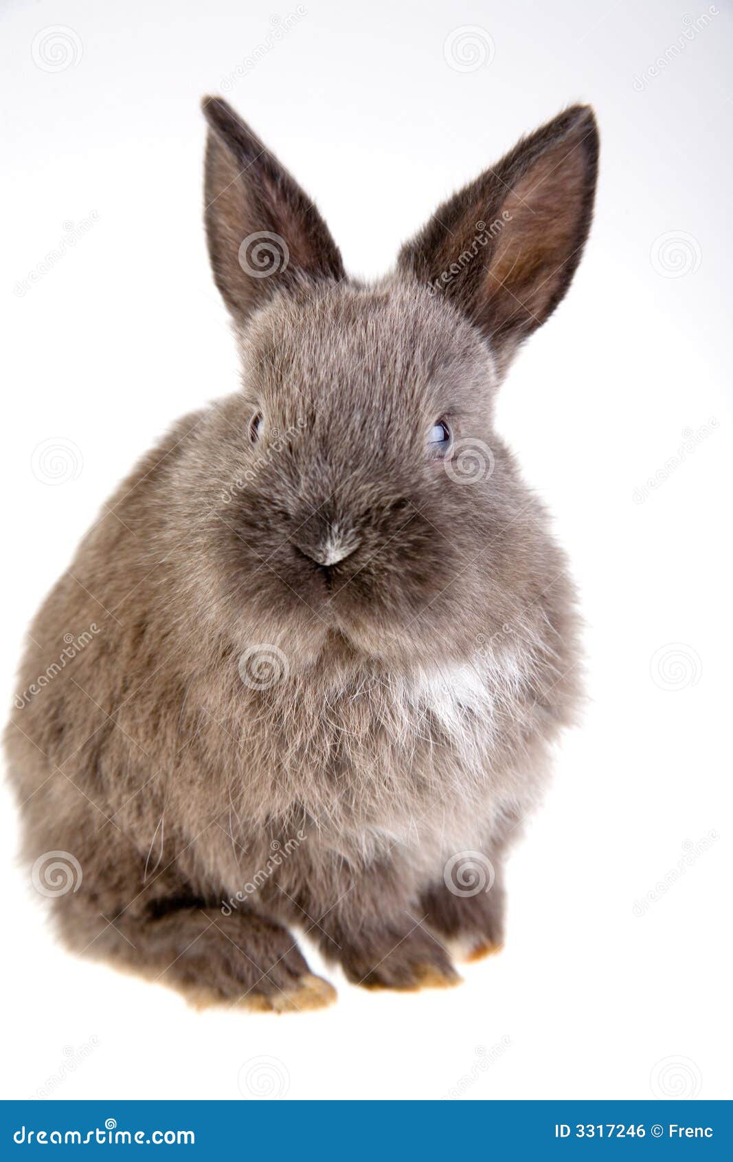 Grey bunny, isolated stock photo. Image of grey, tender - 3317246