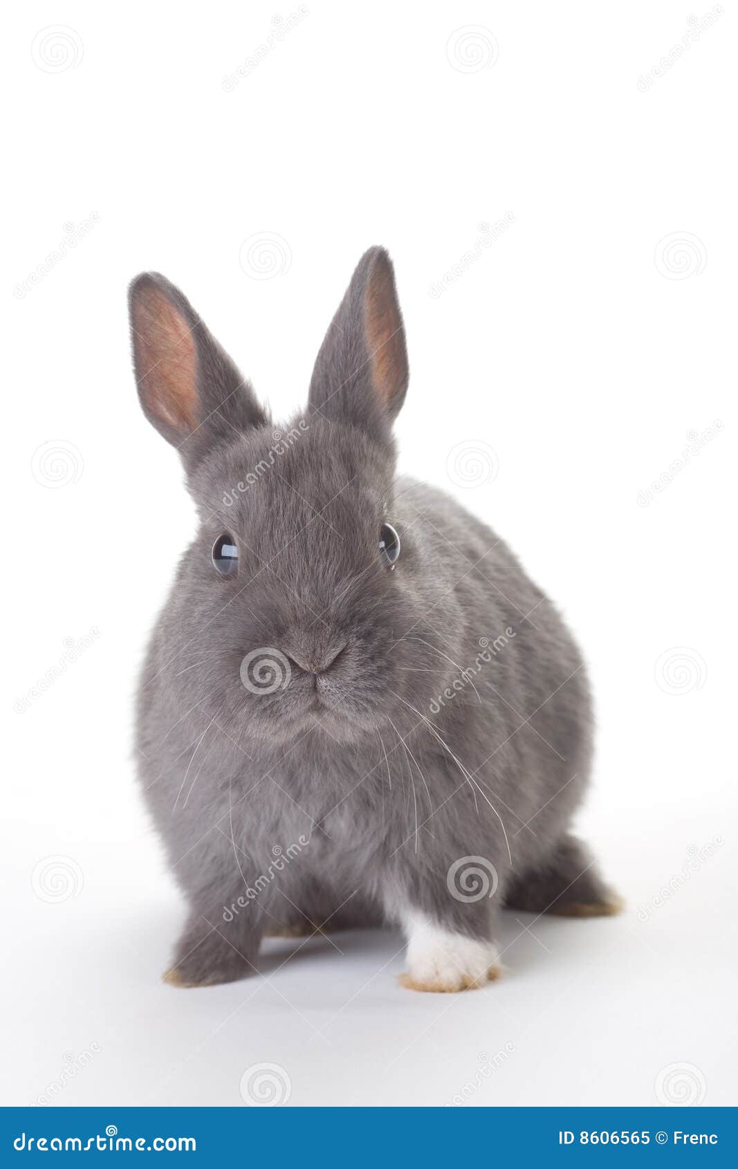 Grey bunny, isolated stock image. Image of tiny, creature - 8606565