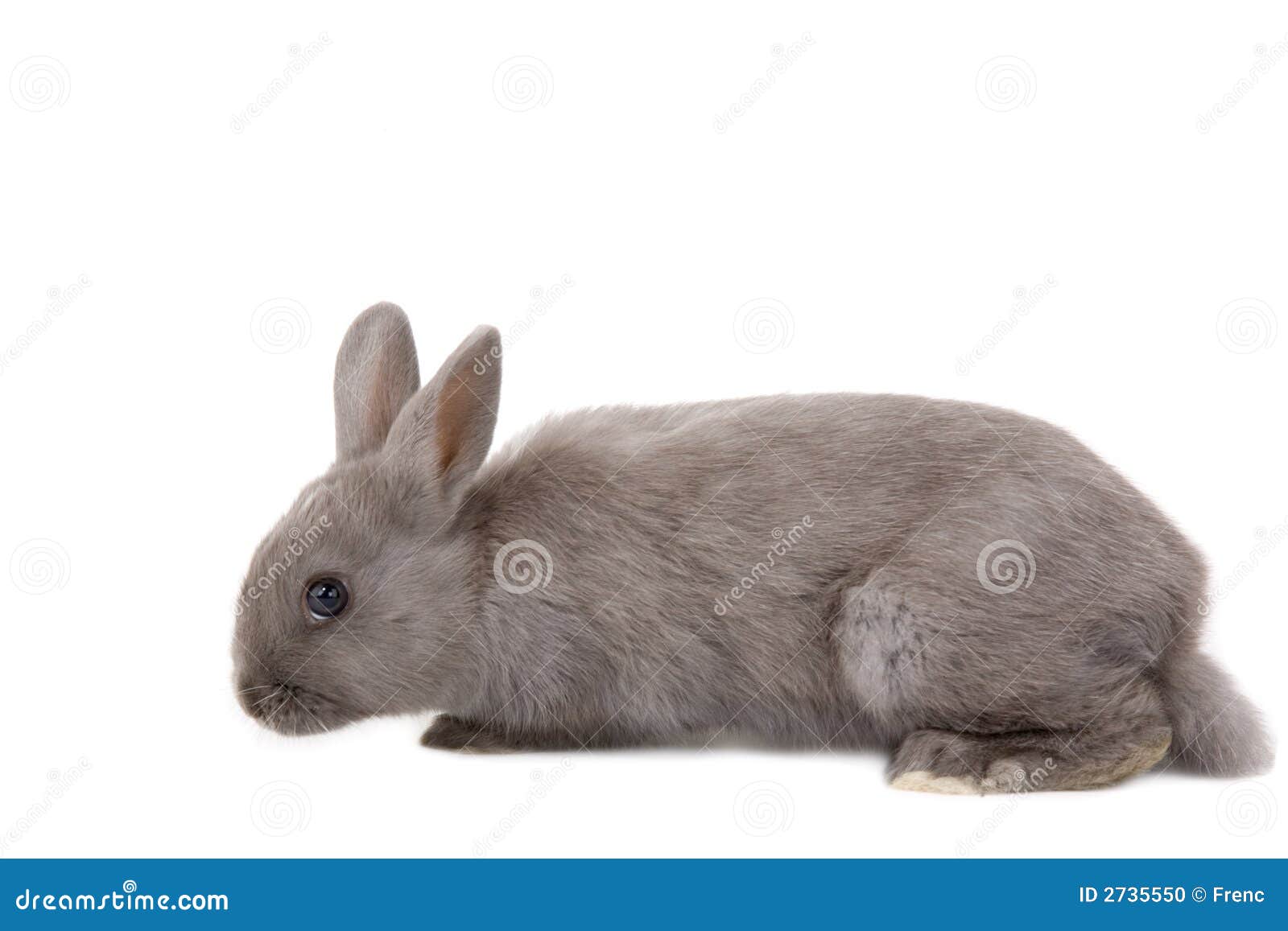 Grey bunny lying down stock photo. Image of clean, cute - 2735550