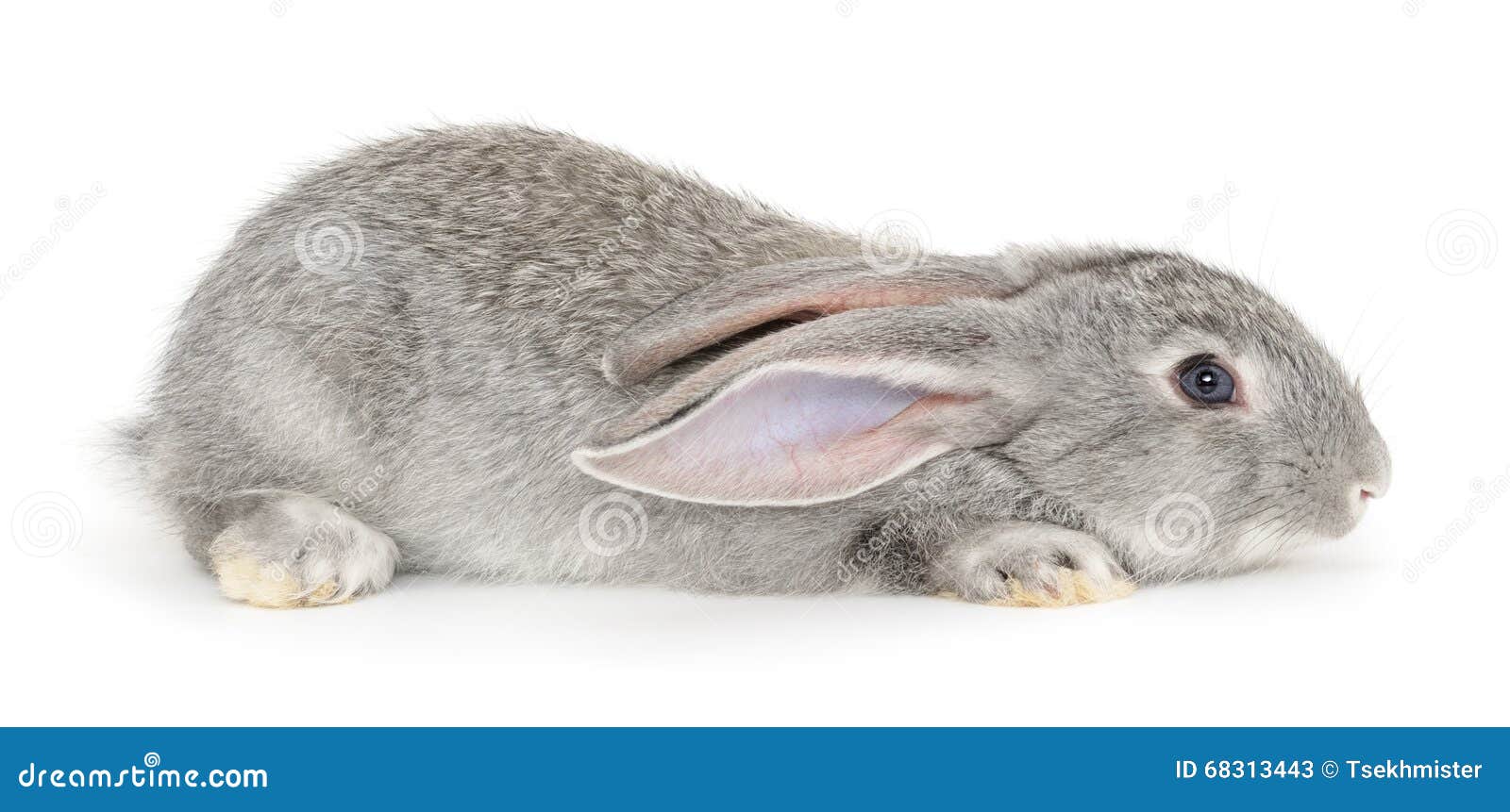 Grey bunny rabbit. stock image. Image of studio, cute - 68313443
