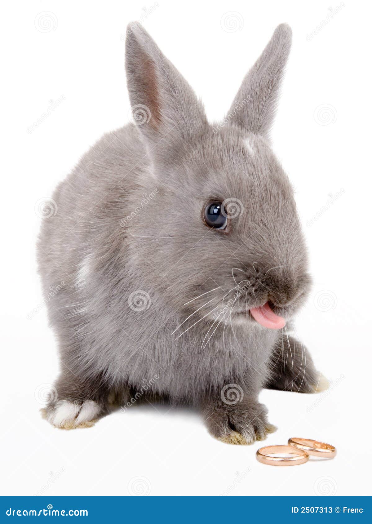 Grey Bunny and Wedding Rings Stock Image - Image of marry, pair: 2507313