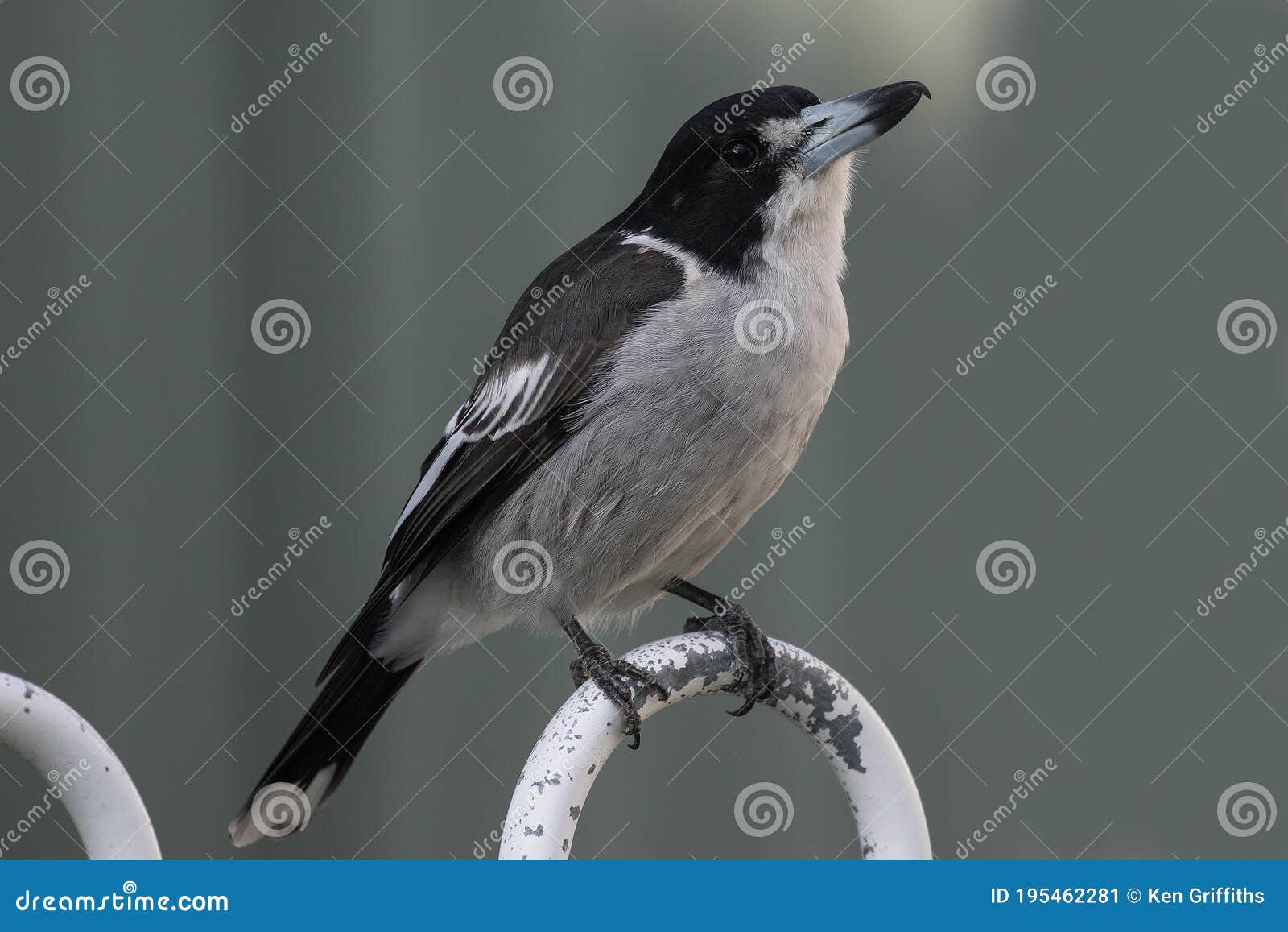 Grey Butcher bird stock image. Image of butcher, bird - 195462281