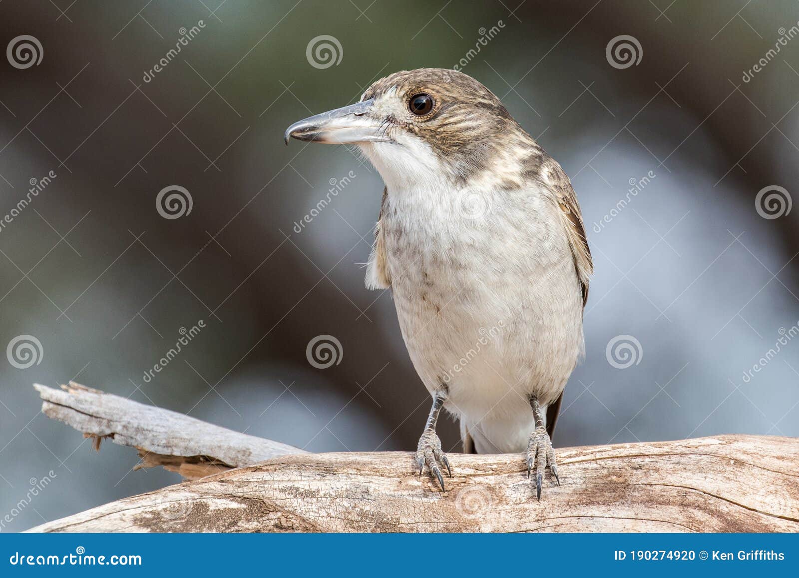 Grey Butcherbird - Cracticus Torquatus Is A Widely Distributed Species ...