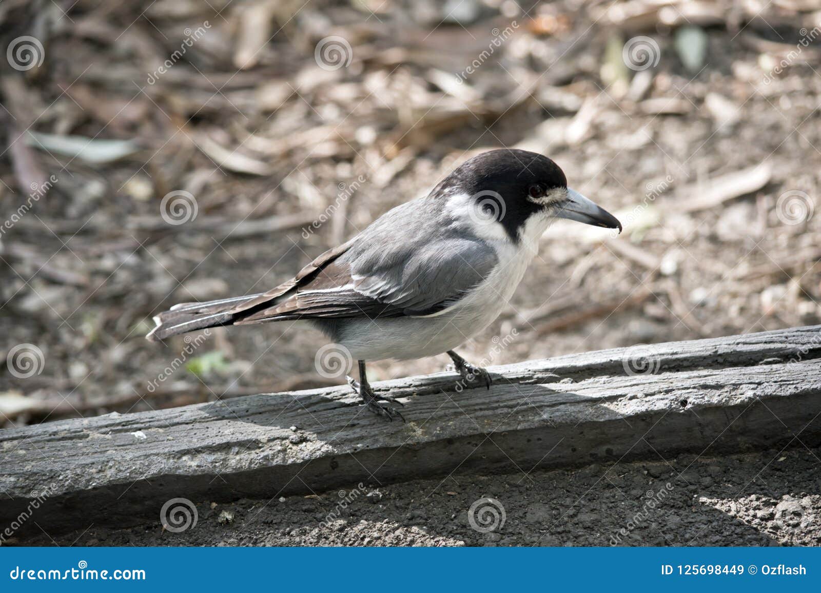 Grey Butcherbird - Cracticus Torquatus Is A Widely Distributed Species ...