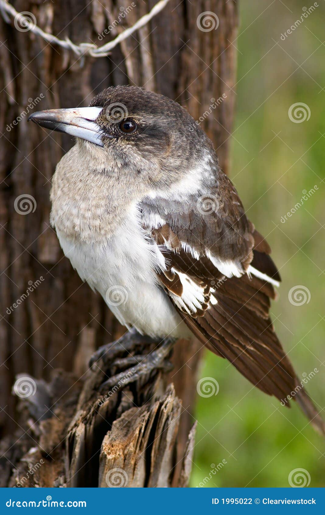 Grey Butcherbird - Cracticus Torquatus Is A Widely Distributed Species ...