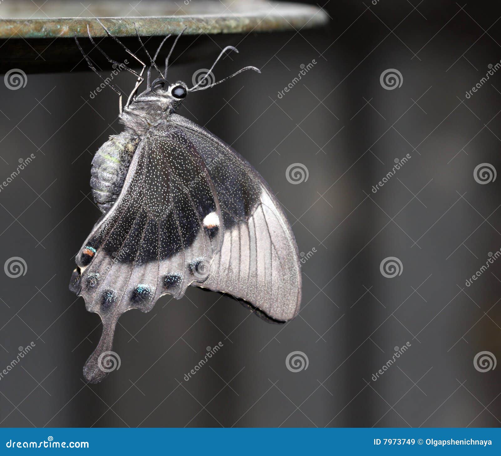 Grey butterfly stock image. Image of butterfly, gray, close - 7973749