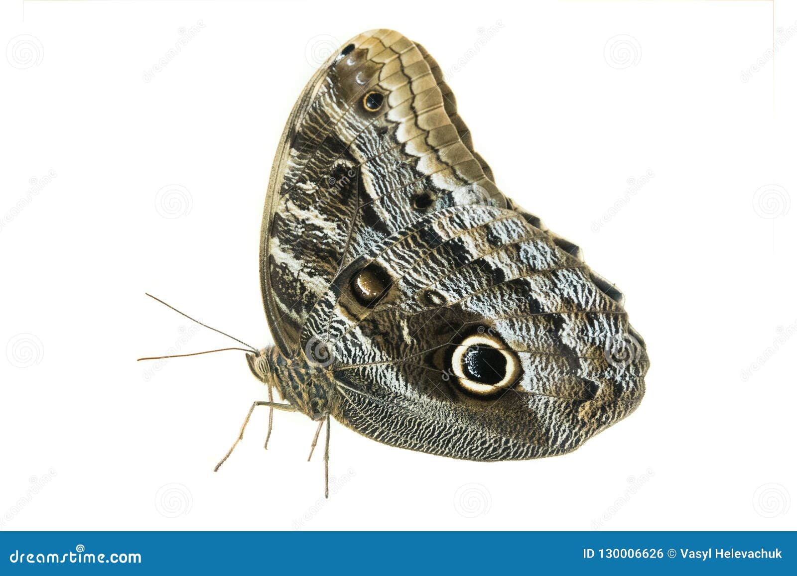 Grey butterfly isolated stock photo. Image of closeup - 130006626