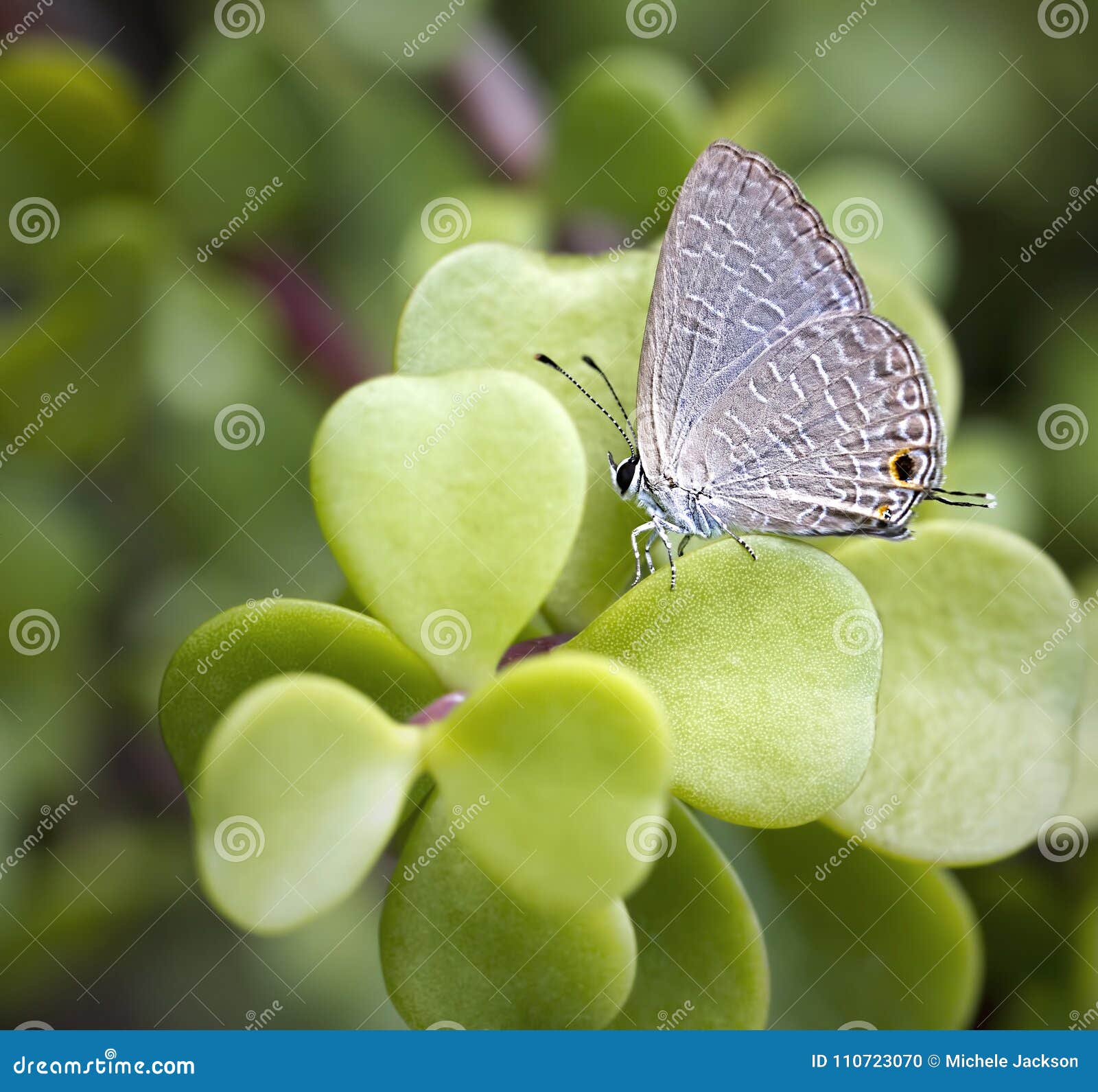 Grey Butterfly Lands on Una Planta Suculenta Foto de archivo - Imagen ...