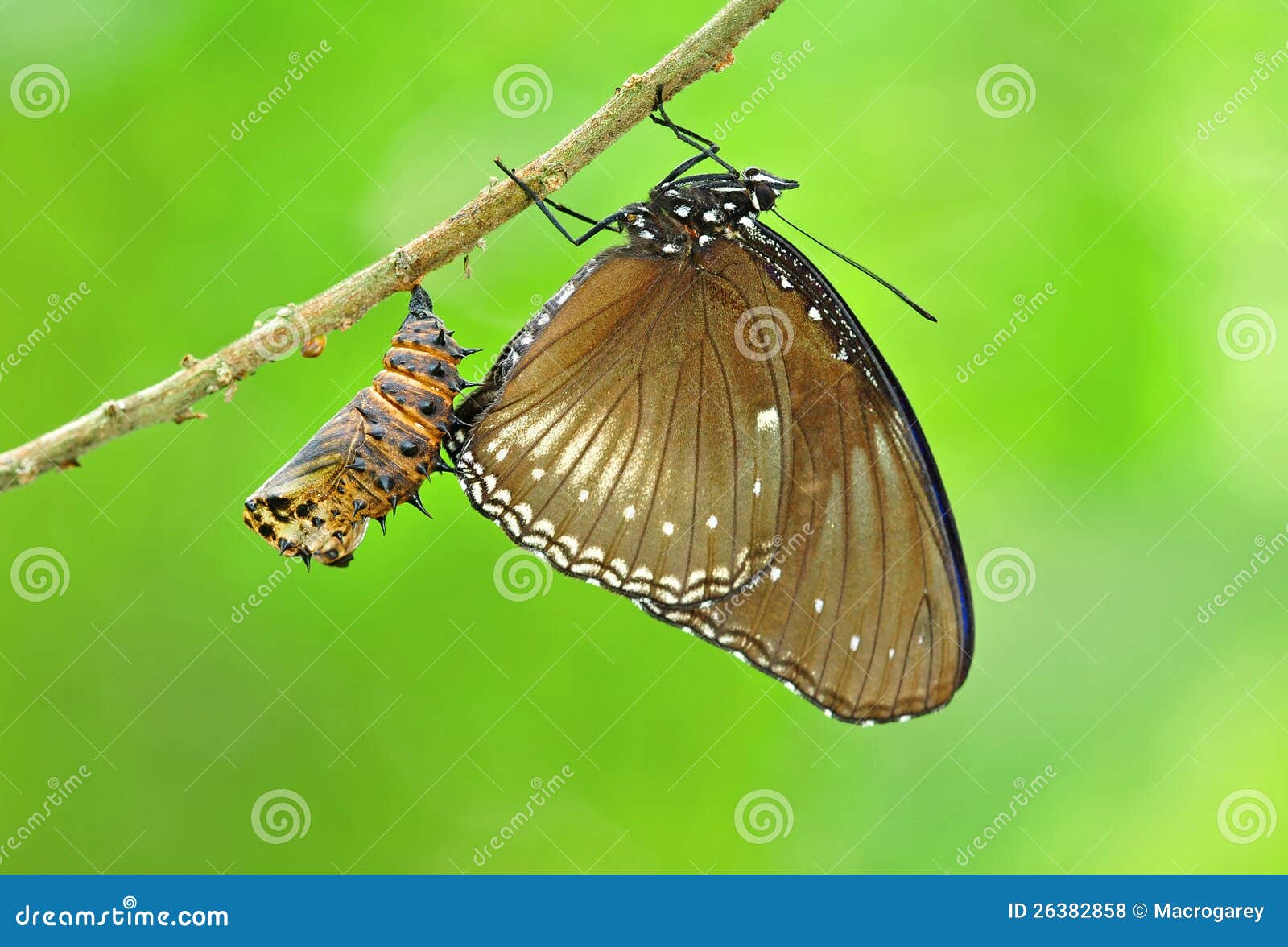Grey Butterfly with the Shell Stock Photo - Image of grey, animal: 26382858