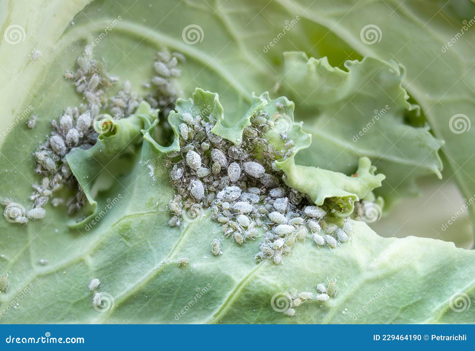 Grey Cabbage Aphids on Kale Leaf Stock Photo - Image of cabbage ...